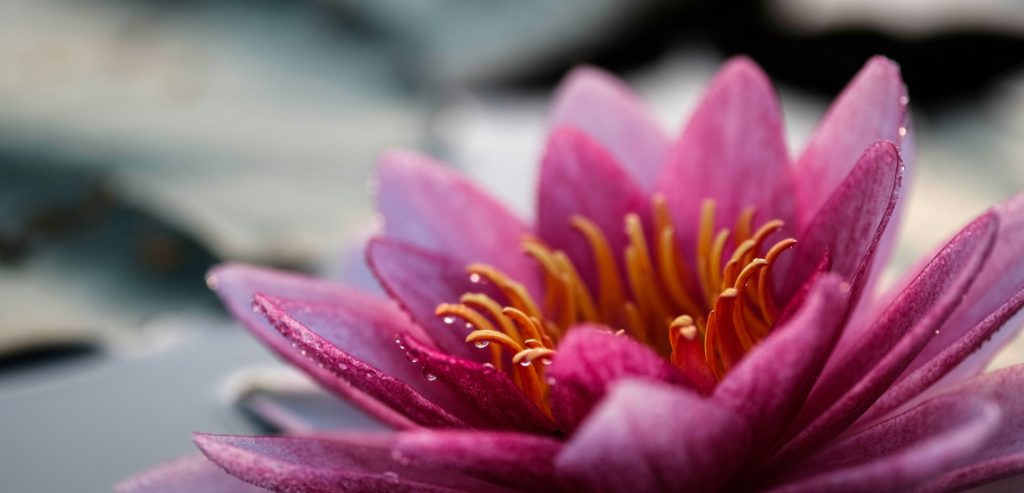 Insight Timer Blog - Blog of the #1 free app for meditation & sleep